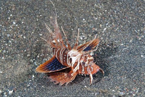 Birds Head Seascape Lionfish The Beauty And The Beast Birds Head