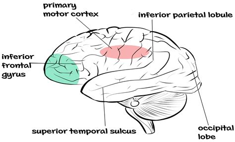 Mirror Neurons Location At Thelma Guerrero Blog