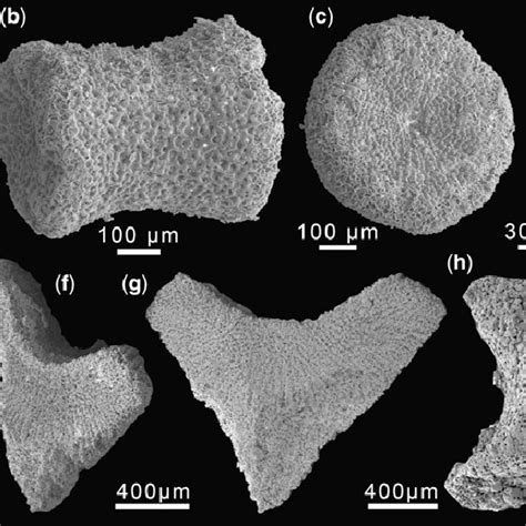 3 Representative Cambrian Echinoderms A Helicoplacus Gilberti Bmnh Download Scientific