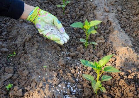 Как ухаживать за перцем в теплице и открытом грунте 7 правил для богатого урожая На грядке