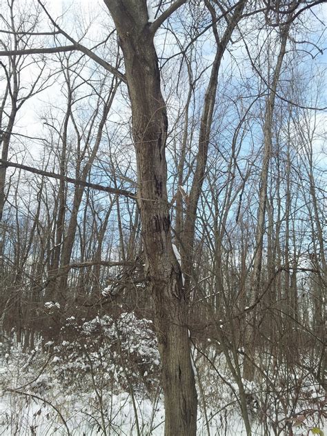 Clifton Park Open Spaces Winter Tree Identification Quiz