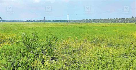 മാരാരിക്കുളത്തിന്റെ നെല്ലറ ഹരിതഭംഗിയുടെ ചാരുത