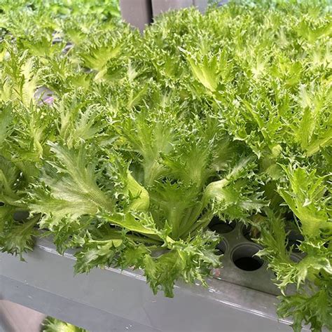 Greenhouse Plant Grow Substrate Suppliers Greenhouse Plant Grow