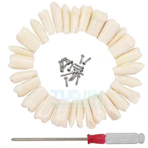 Tuojin Dental Resin Human Teeth Model Plastic Tooth Teaching Model