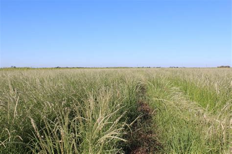 Big Bluestem One Of The Big Four Grasses Bamert Seed