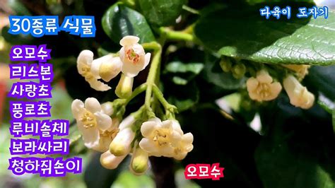 용인 남사화훼단지 이레야생화농원 이름과가격오모수 리스본 눈꽃 동백 몬타나으아리 사랑초 해태국화 루비솔체 고산냉이 풍로초 보라싸리 남천 청하쥐손이 무늬