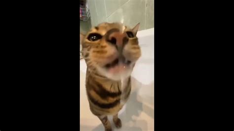 Vidos To Ponder Gevis Vk