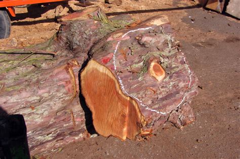 Processing A Tree For Turning Jonathan Leech