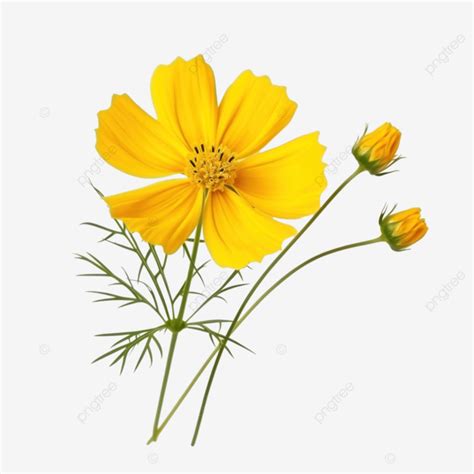 고립된 황색 코스모스 꽃 외딴 노란색 코스모스 Png 일러스트 및 이미지 에 대한 무료 다운로드 Pngtree