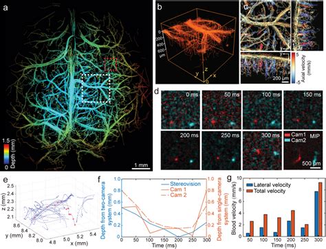 Transcranial Volumetric Microcirculation Mapping Of The Mouse Brain Download Scientific Diagram