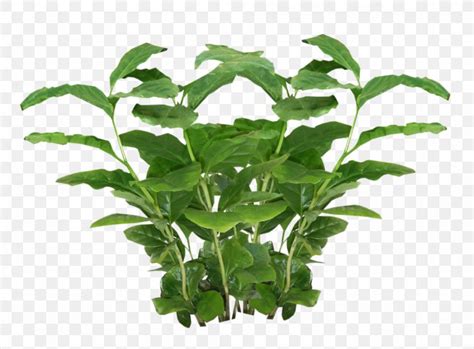 Plant Texture Mapping Alpha Mapping Png 957x705px Plant Alpha Mapping Bougainvillea Coffea