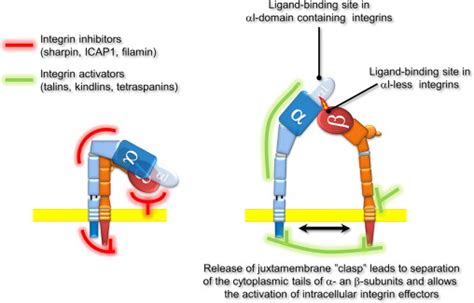 Allosteric Regulation Of Integrin Activation Integrins Exist In A Bent Download Scientific