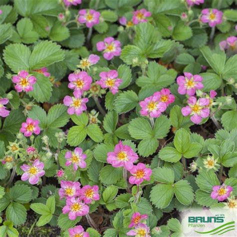 Fragaria X Ananassa Pink Panda Von Bruns Pflanzen