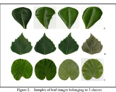 Figure From Plant Leaf Recognition Using Shape Based Features And Neural Network Classifiers