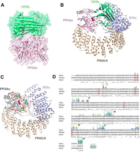 Structural Model Of The Tiprl Pp2ac Interaction A Overall View Of Download Scientific