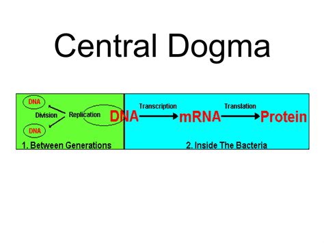 Rna Structure And Functions Pptx