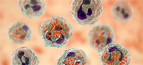 Home Cell Symposia Myeloid Cells From Development To Function And