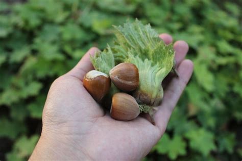 Choosing The Right Hazelnut Varieties For Your Climate Hazelnut Hub