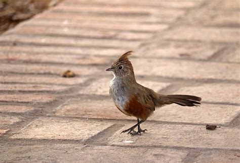 Rhinocrypta Lanceolata Ecoregistros