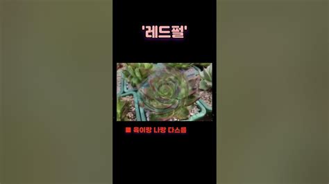 다육이름알아가기 창다육매력색감로제트 창다육대표수형알아보기 명품창다육 다육일기펄감에 붉은 색감물듦 매력레드펄shorts Youtube