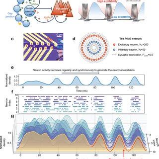 Illustration Of Neuronal Oscillations Device Architecture And