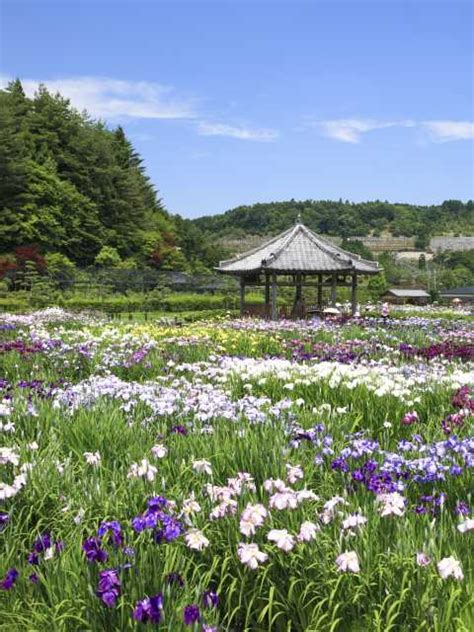 永沢寺花しょうぶ園 ぼたん園 ー 営業時間場所地図等の情報 まっぷるウェブ