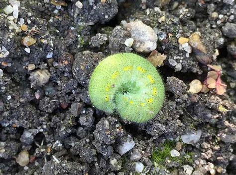 アオムシモンシロチョウの幼虫被害の特徴生態と防除方法 やまむファーム