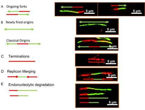 Demonstration Of The Dna Fiber Assay For Investigating Dna Damage And