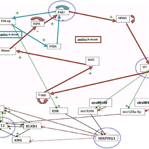 The Genetic Regulatory Network Ruling The Expression Of The Genes
