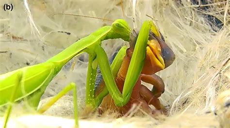 Revelador Hallazgo ¿una Mantis Religiosa Puede Alimentarse De Pájaros