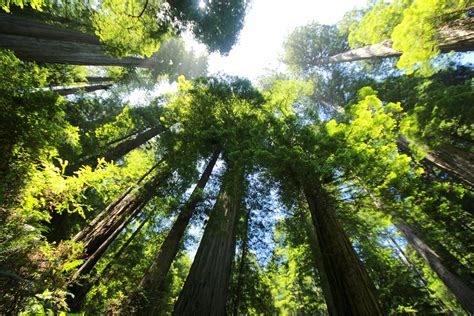 Fuzzing Sequoia Pgp Hackeriet Blog