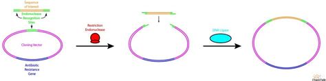 Molecular Cloning Chemtalk