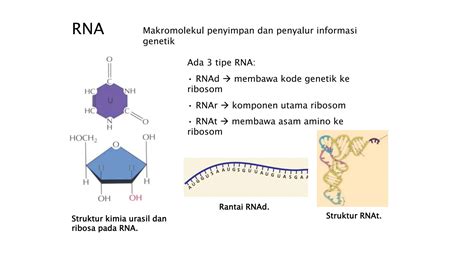 Materi Genetika Biologi Kelas 3 Smapptx