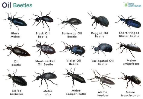 Oil Beetle Identification Life Cycle Facts And Pictures