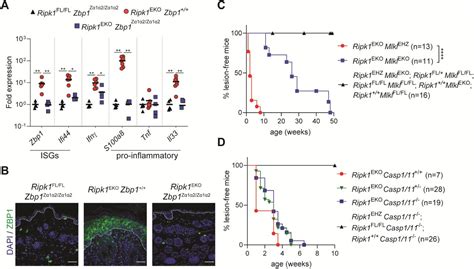 Anti Ripk Bioz Ratings For Life Science Research