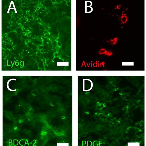 The Main Cell Types That Are Involved In The Composition Of The