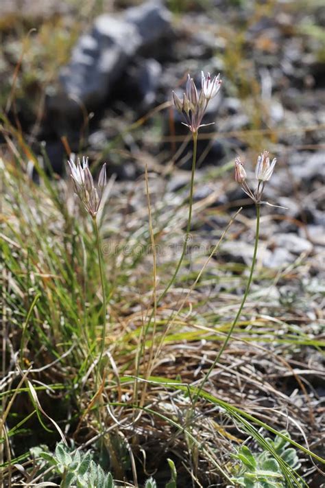Allium Moschatum Amaryllidaceae Stock Image Image Of Plant Close