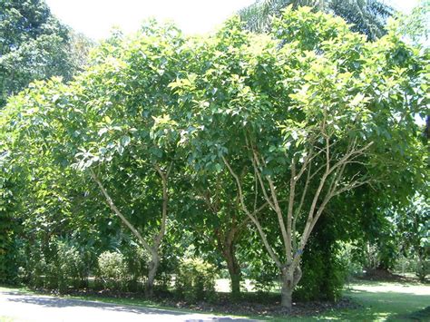 苹果榕 Ficus oligodon 花卉图片网