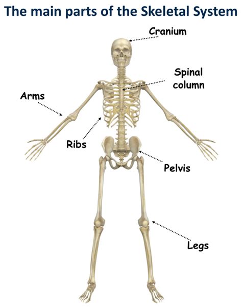 an introduction to skeletal system the bones and what