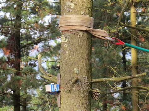 Worldwide Tree Pulling Database Hosted By Iefc European Institute Of Planted Forest Iefc