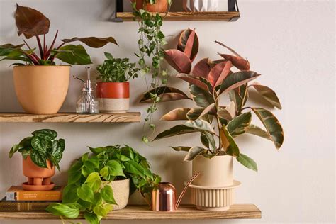 گیاه‌های مشهور آپارتمانی که در سال نو از مد می‌افتند چیدانه