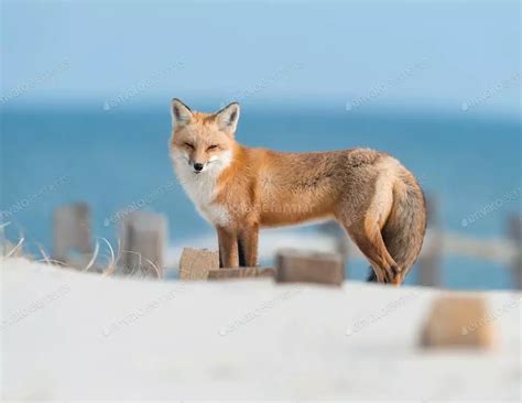 عکس روباه کنار ساحل 42283 Red Fox On The Beach مزرعه فوتیج