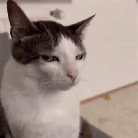 Funny Cat Reaction S