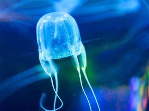 What Do Box Jellyfish Look Like Box Jellyfish Appearance