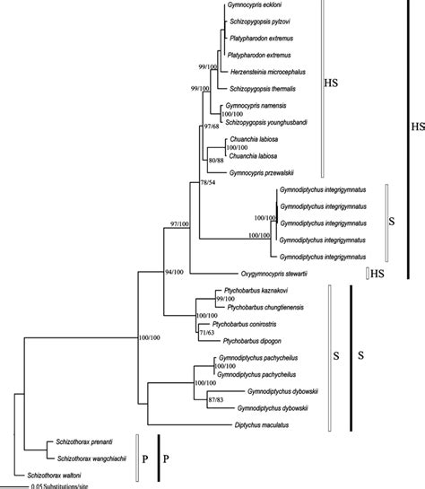 maximum likelihood ml tree inferred from cyt b sequences the nodal