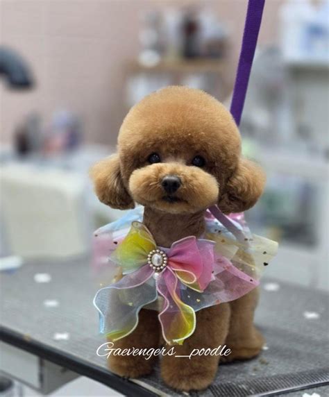 크림토이푸들 브리더 분양 후기 작지만 튼튼한 성견사진 네이버 블로그