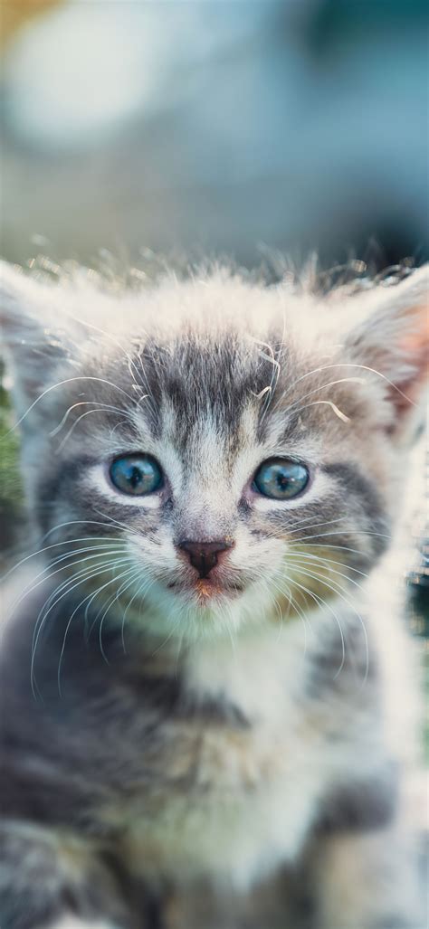 Kitten Wallpaper 4k Closeup 5k Bokeh Background