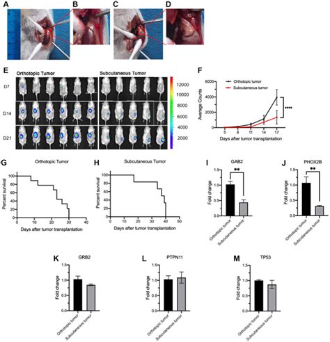 Comparison Of Tumorigenesis And Gene Expression Between Orthotopic And Download Scientific