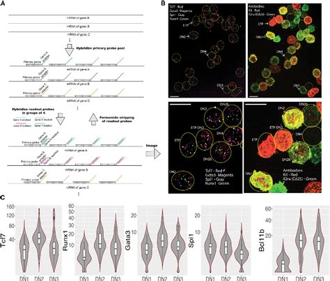 Figure 2 From Multi Scale Dynamical Modeling Of T Cell Development From