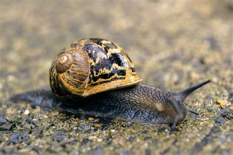 Cómo Cuidar Un Caracol Mascota